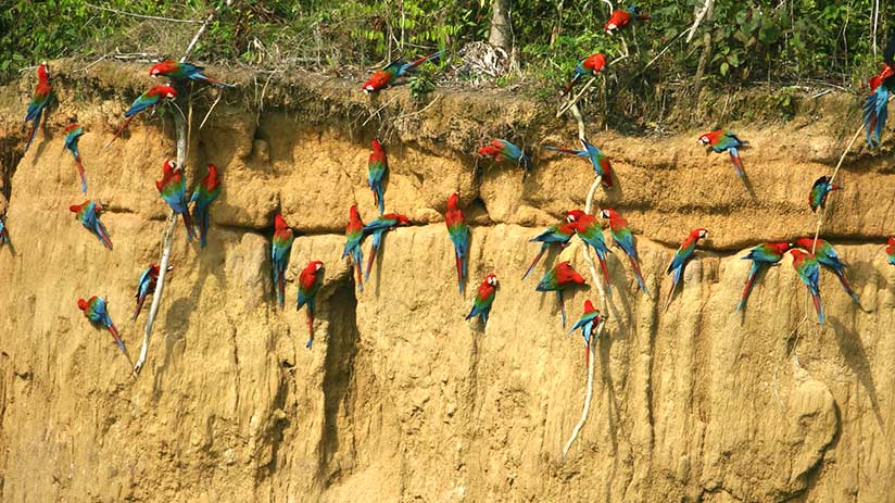 Ecotourism in Peru: top 5 places | Blog Machu Travel Peru