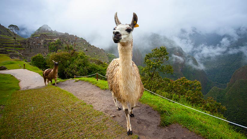 Machu Picchu facts: Top 25 | Blog Machu Travel Peru