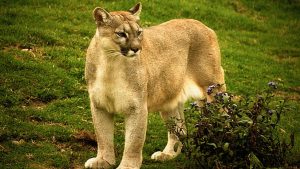 Awesome Native Animals of Peru | Blog Machu Travel Peru