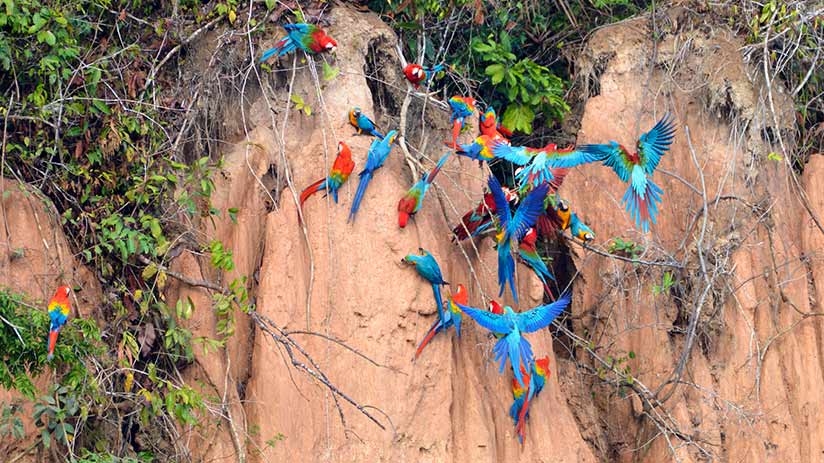 Biodiversity in Peru: Wildlife, Ecosystems & Conservation