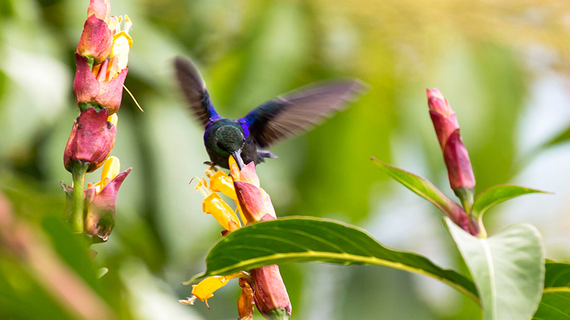Biodiversity in Peru: Wildlife, Ecosystems & Conservation