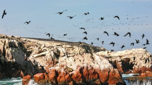 Natural biodiversity in Peru | Blog Machu Travel Peru