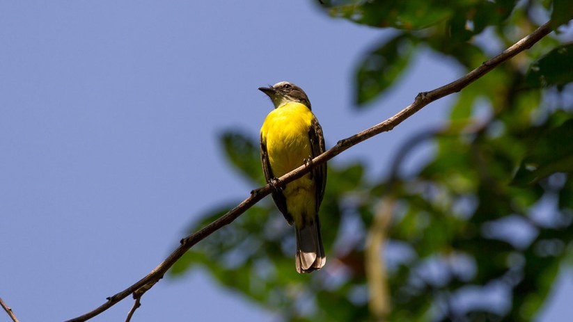 Guide for bird watching in Peru: Updated guide 2021 | Blog Machu Travel ...