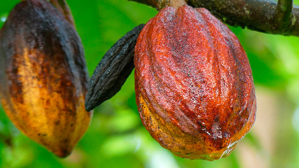 The ultimate guide about Peruvian Chocolate | Blog Machu Travel Peru