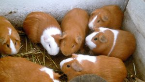 What is Cuy? | Blog Machu Travel Peru