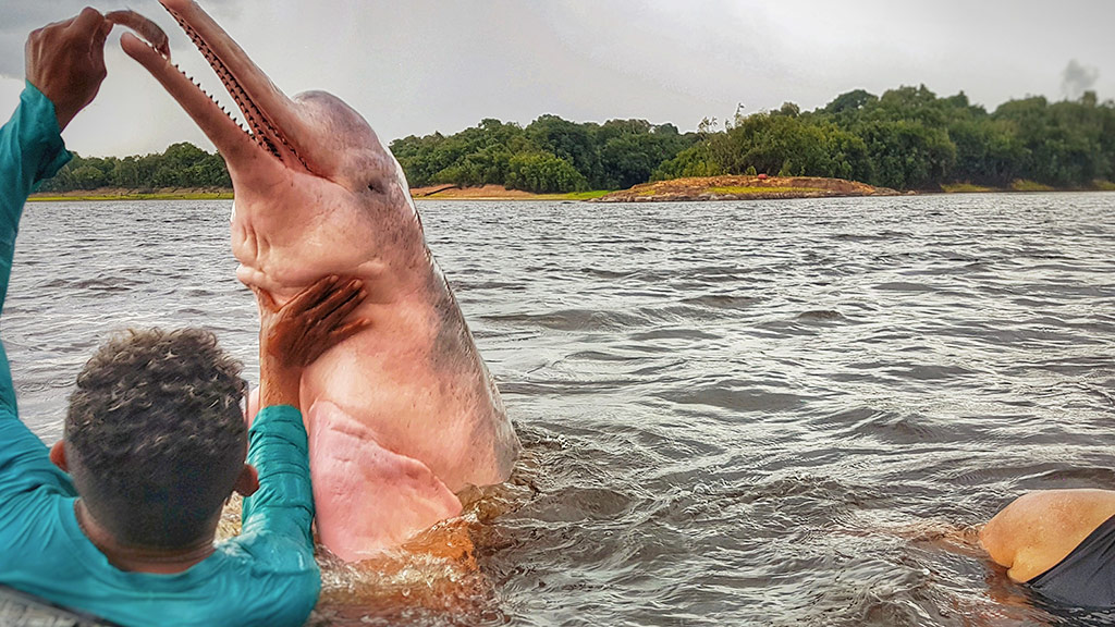 The Amazon Pink River Dolphin | Blog Machu Travel Peru