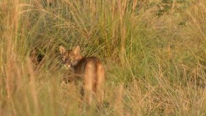 15 Recommended animals to see in the Amazon rainforest | Blog Machu ...