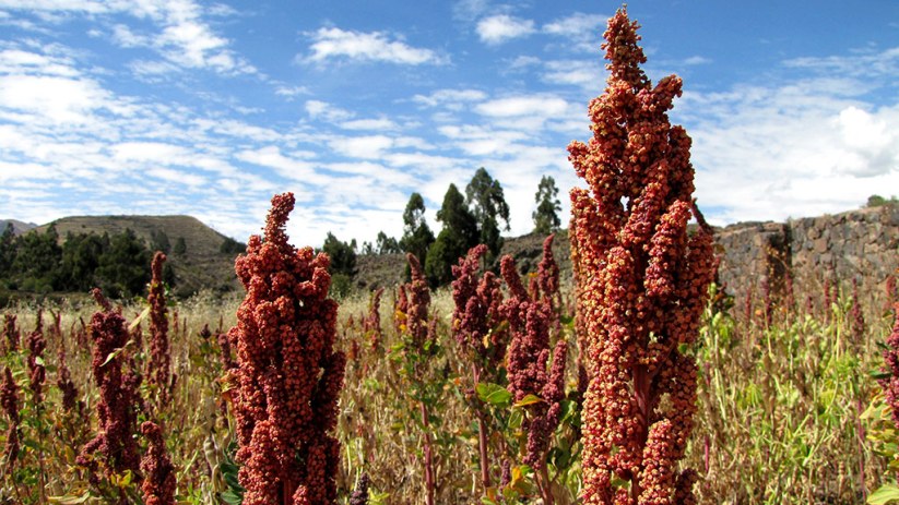 Quinoa: Nutrition, Types, health benefits, and How to Cook | Machu ...