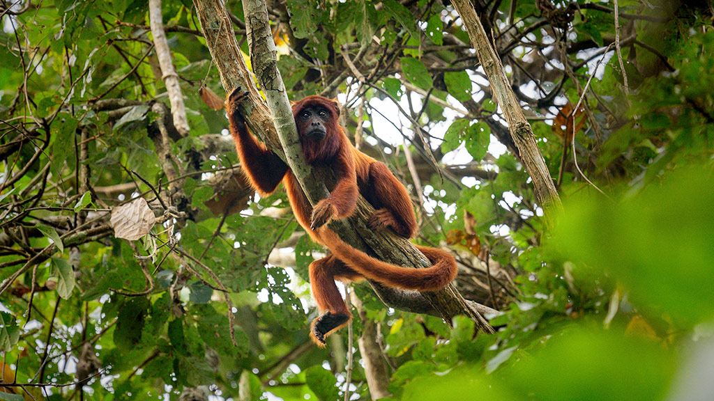 15 Recommended animals to see in the Amazon rainforest | Blog Machu ...