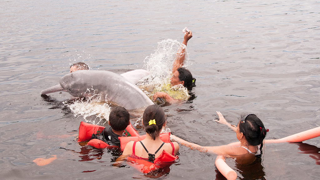 The Amazon Pink River Dolphin | Blog Machu Travel Peru