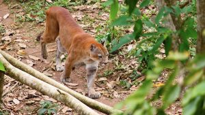 Amazon Rainforest Animals: List of Names and Photos | Blog Machu Travel ...