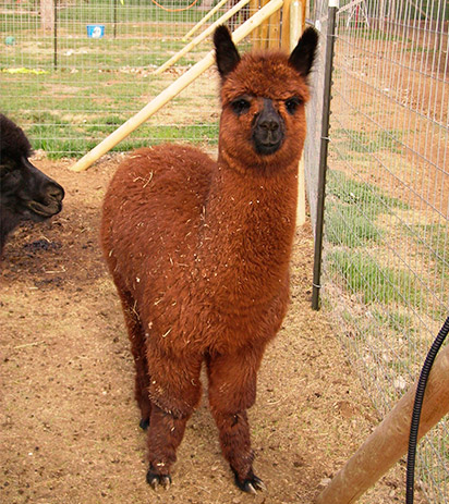What's the difference between llamas and alpacas?