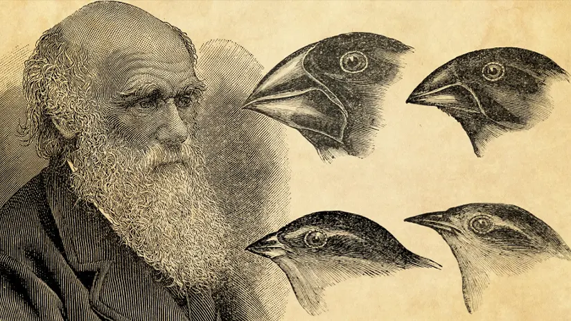 Galapagos Birdlife: the best birds to see on your vacation