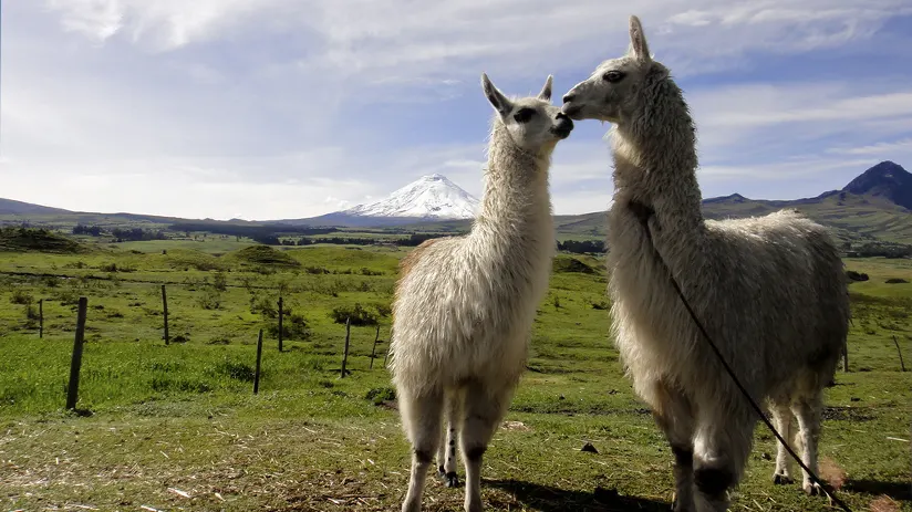 A guide to visiting the Cotopaxi National Park in Ecuador