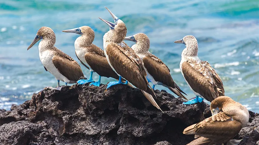 Galapagos Birdlife: the best birds to see on your vacation